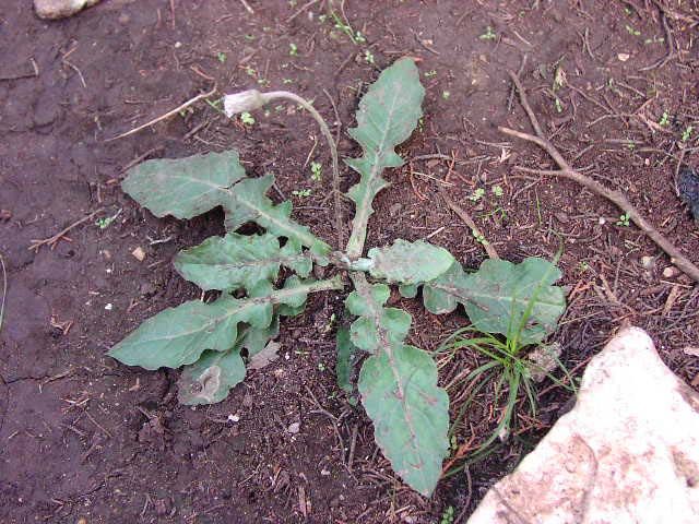 Língua de vaca (Chaptalia nutans)